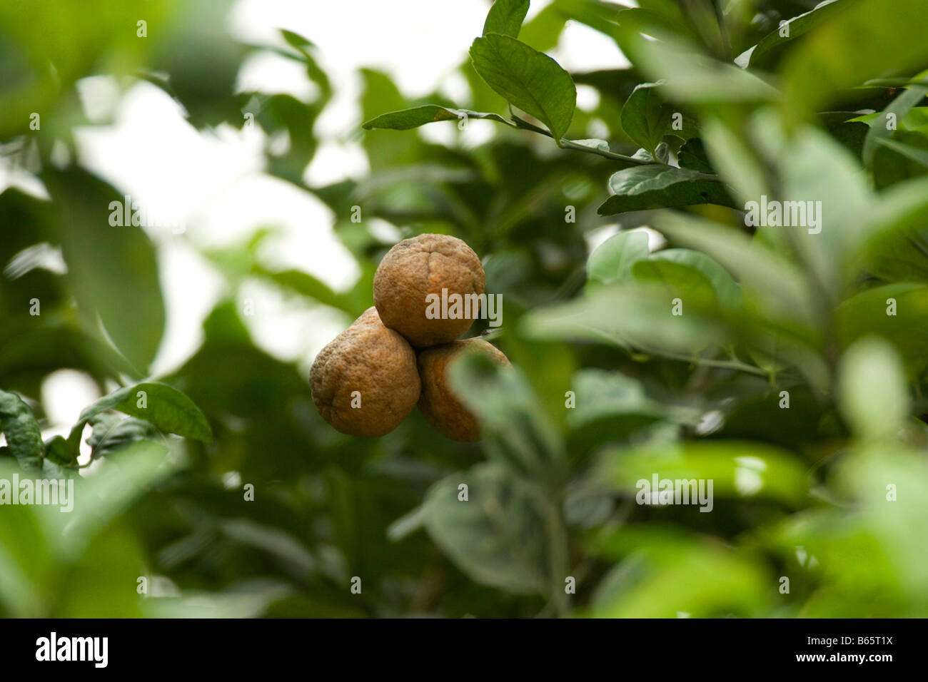 tropical fruit walnut like. Amazonia Ecuador. Horizontal 72383 Ecuador ...