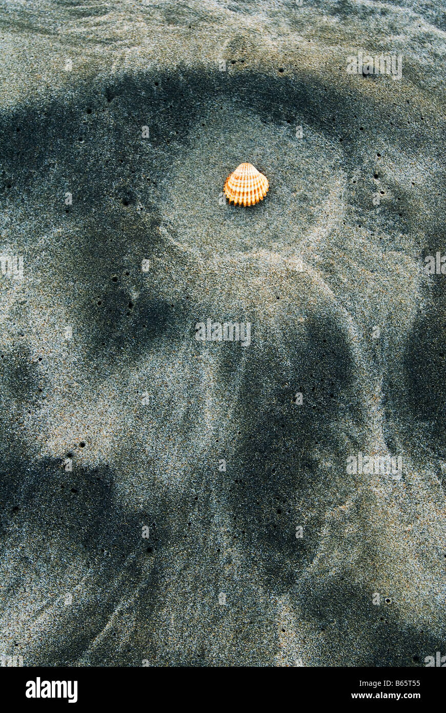 Sand habitats hi-res stock photography and images - Alamy