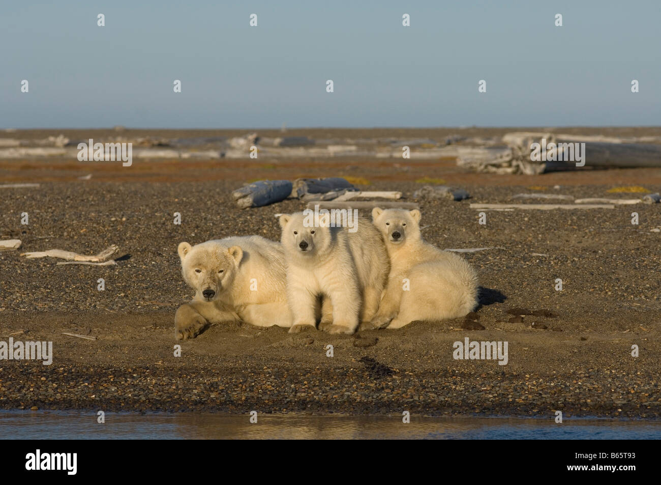 polar bear Ursus maritimus sow with cubs rest on Bernard Spit as they ...