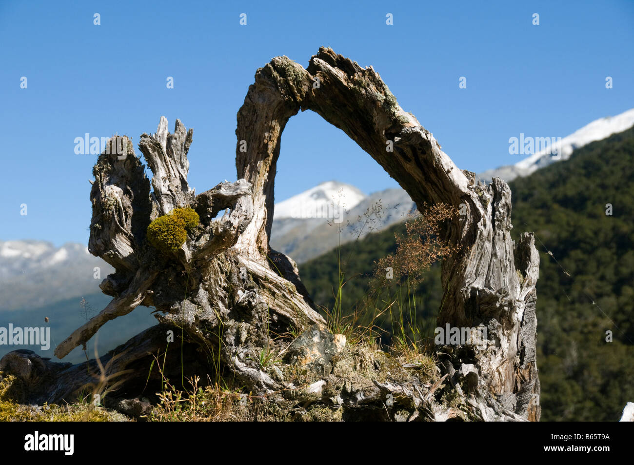 A peak of the Barrier Range through an arch of a dead tree, Dart River ...