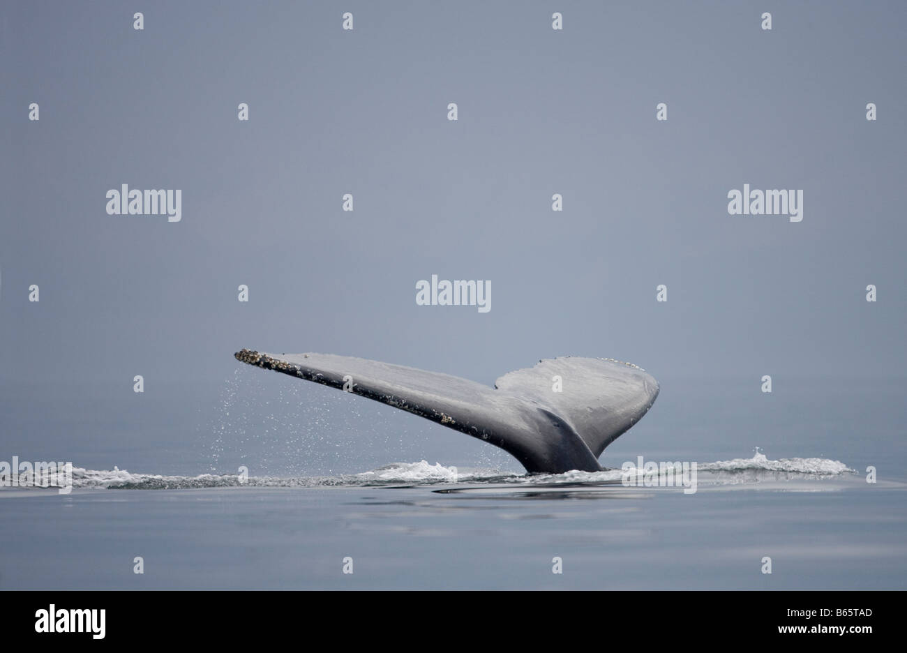 Tail lifts hi-res stock photography and images - Alamy