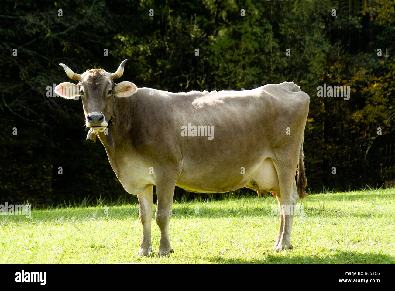 Laughing cow hi-res stock photography and images - Alamy