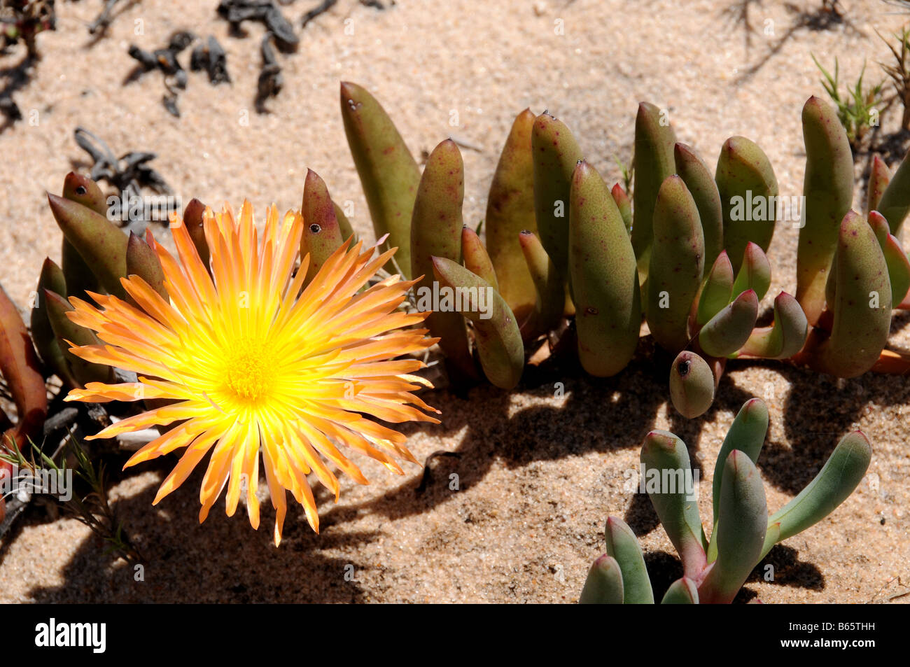Sprawling ground creeper succulent flowering on the Coastal Sands of ...