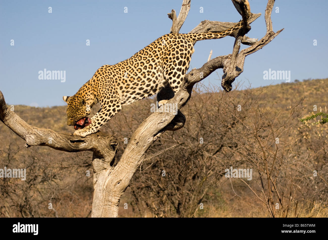 Leopard tree hi-res stock photography and images - Alamy
