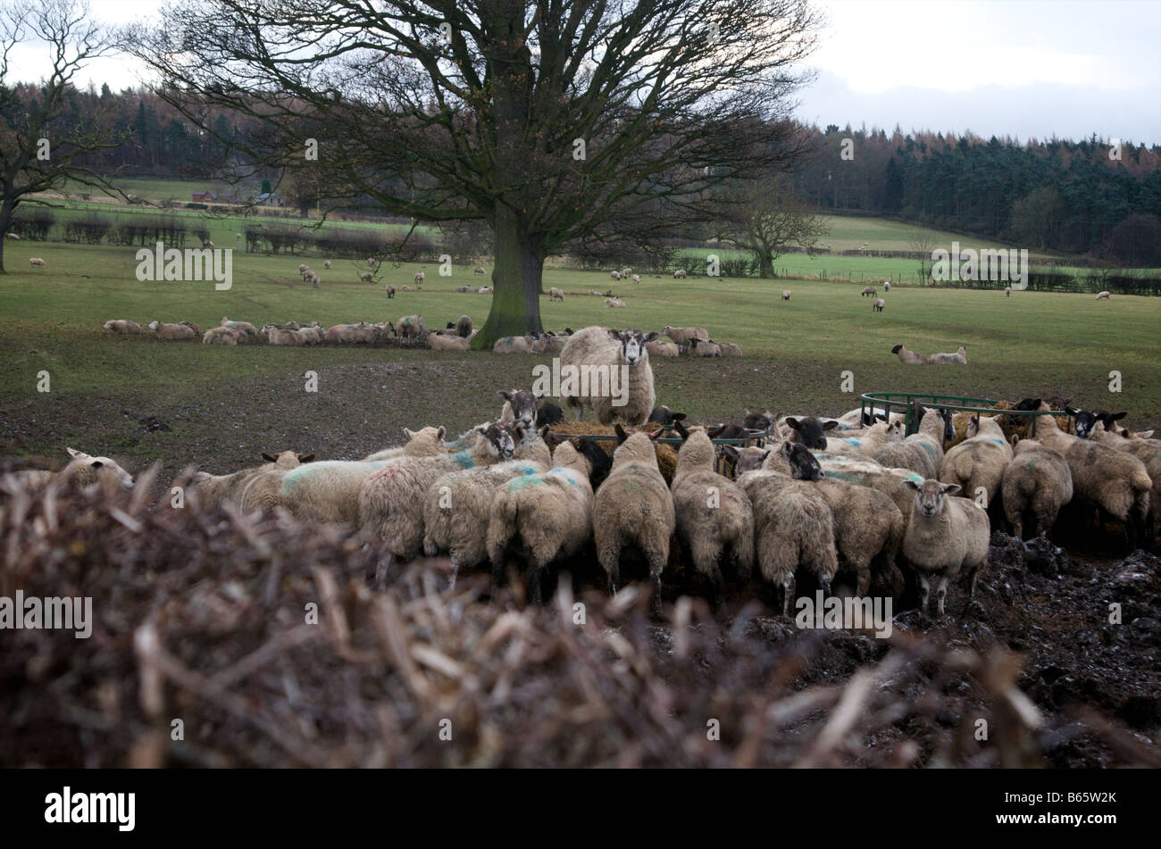 Towering animal hi-res stock photography and images - Alamy