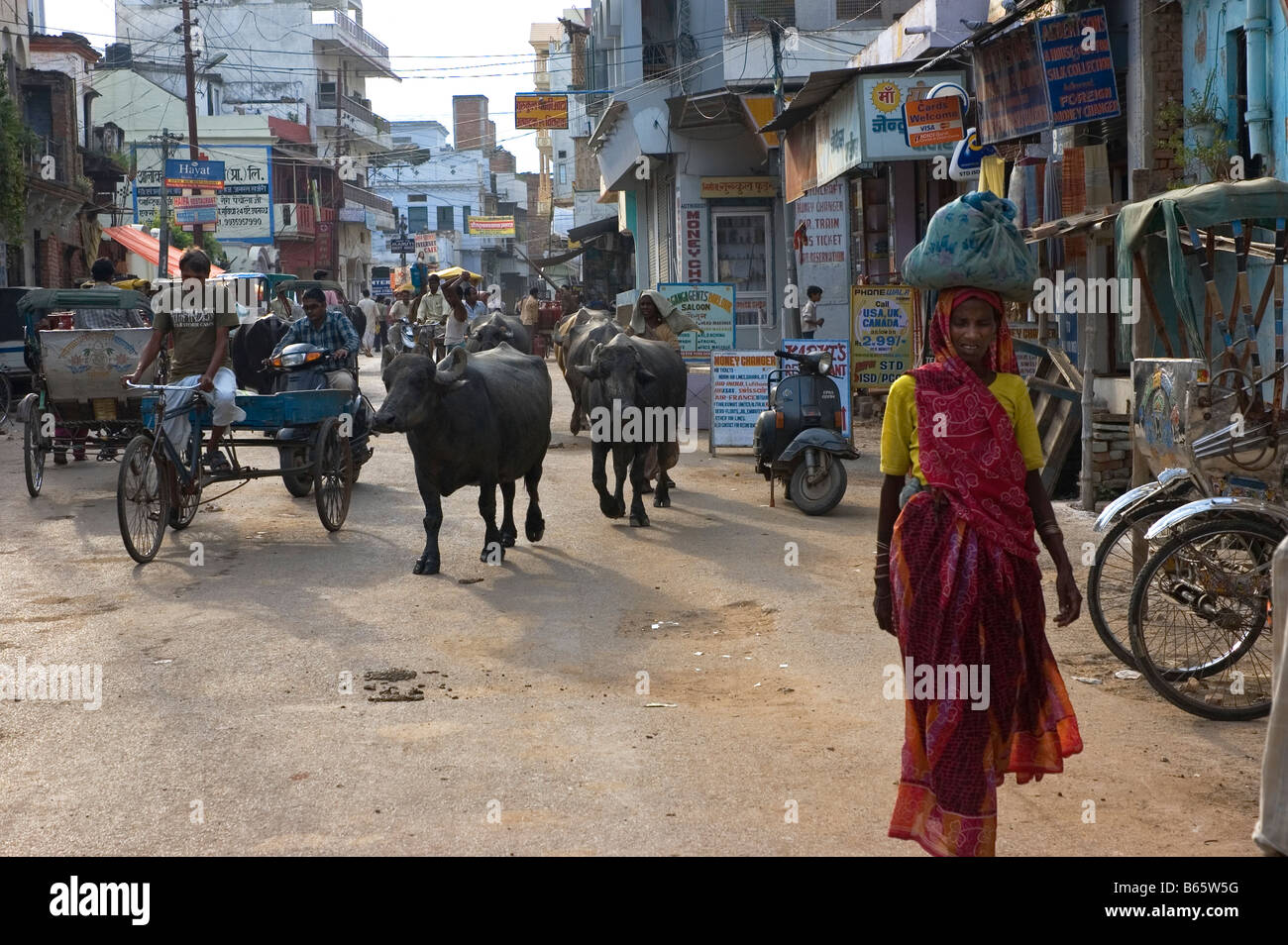 Cows street in varanasi hi-res stock photography and images - Alamy