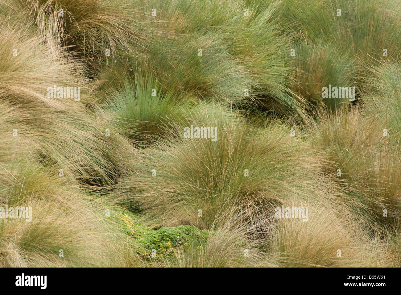 Andine hi-res stock photography and images - Alamy