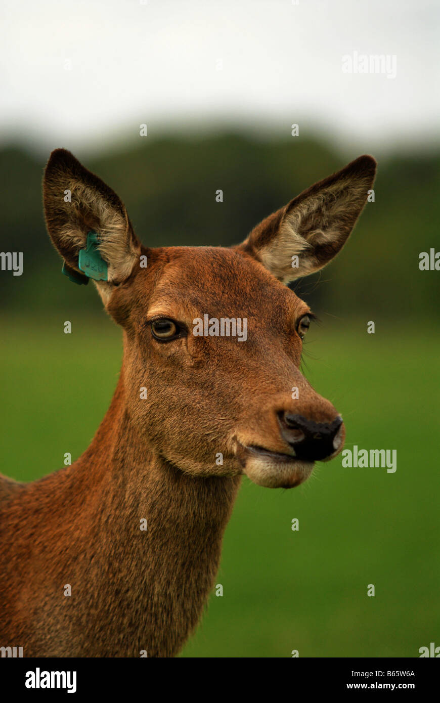 A Deer at Longleat Stock Photo - Alamy