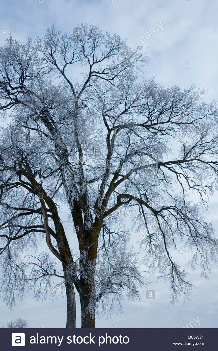 American Elm Stock Photos & American Elm Stock Images - Alamy