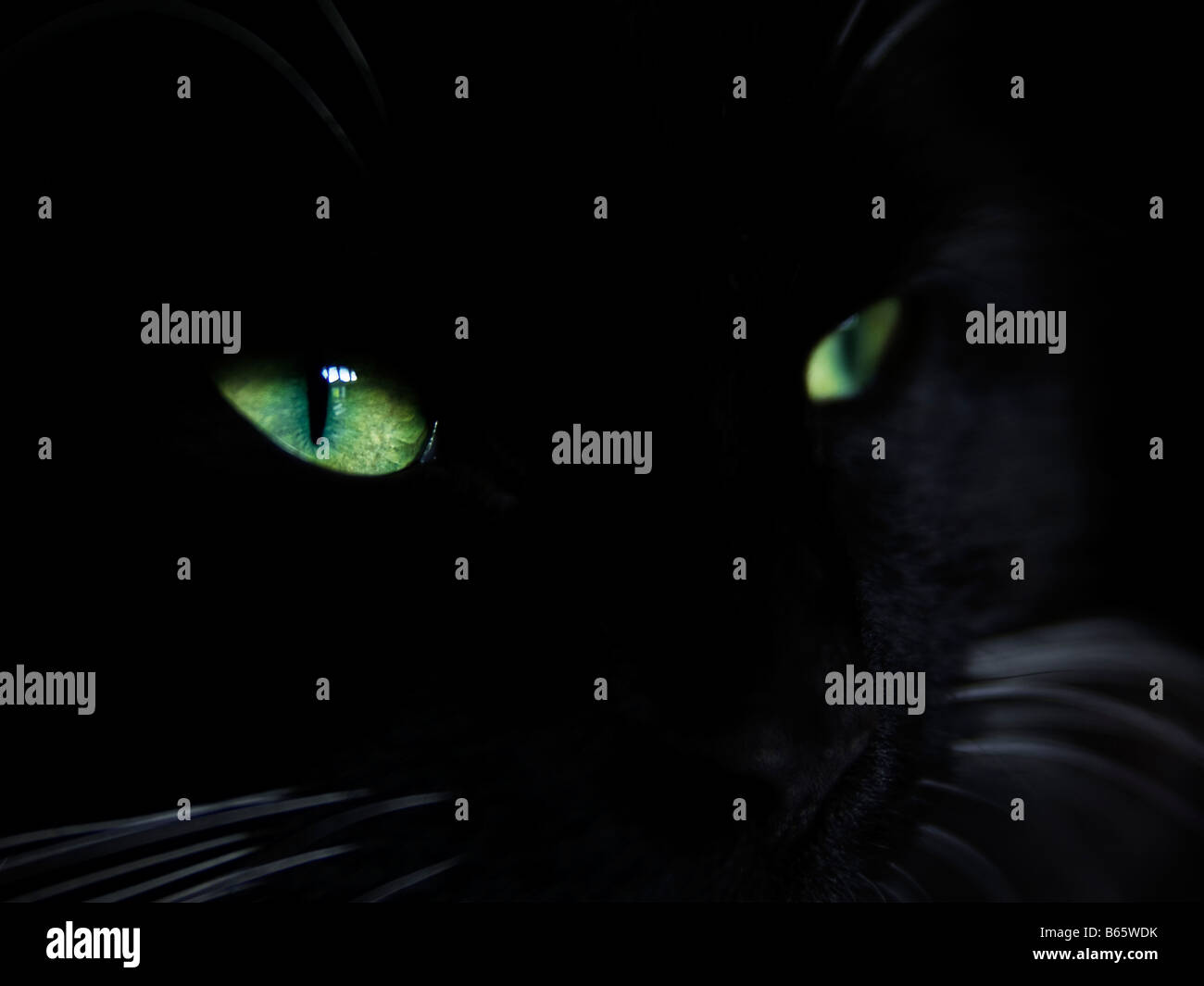 Determined cat hi-res stock photography and images - Alamy