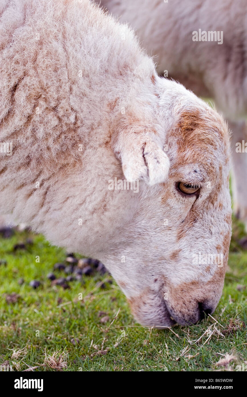 Ruminating sheep hi-res stock photography and images - Alamy
