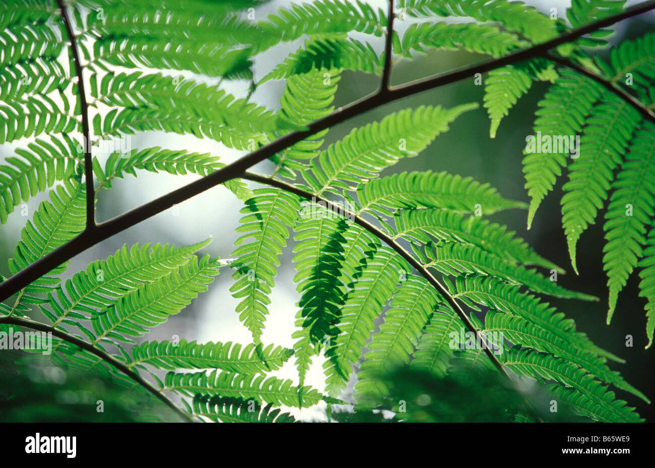 Patterns on a fern tree in the heart of the Daintree National Park ...