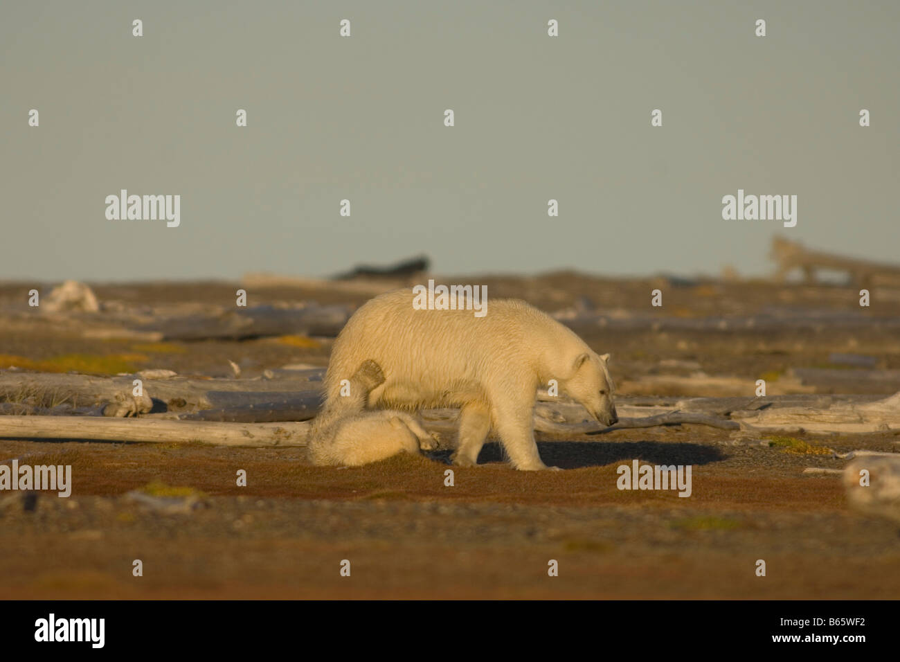 polar bear Ursus maritimus sow with cub walking along Bernard Spit ...