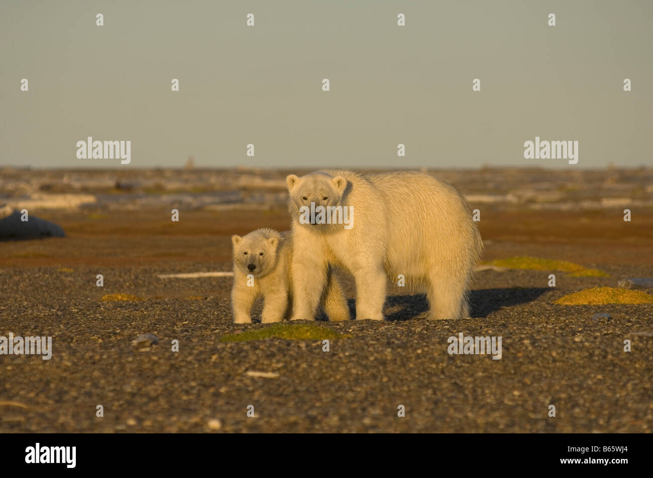 polar bear Ursus maritimus sow with cub on Bernard Spit waiting for ...