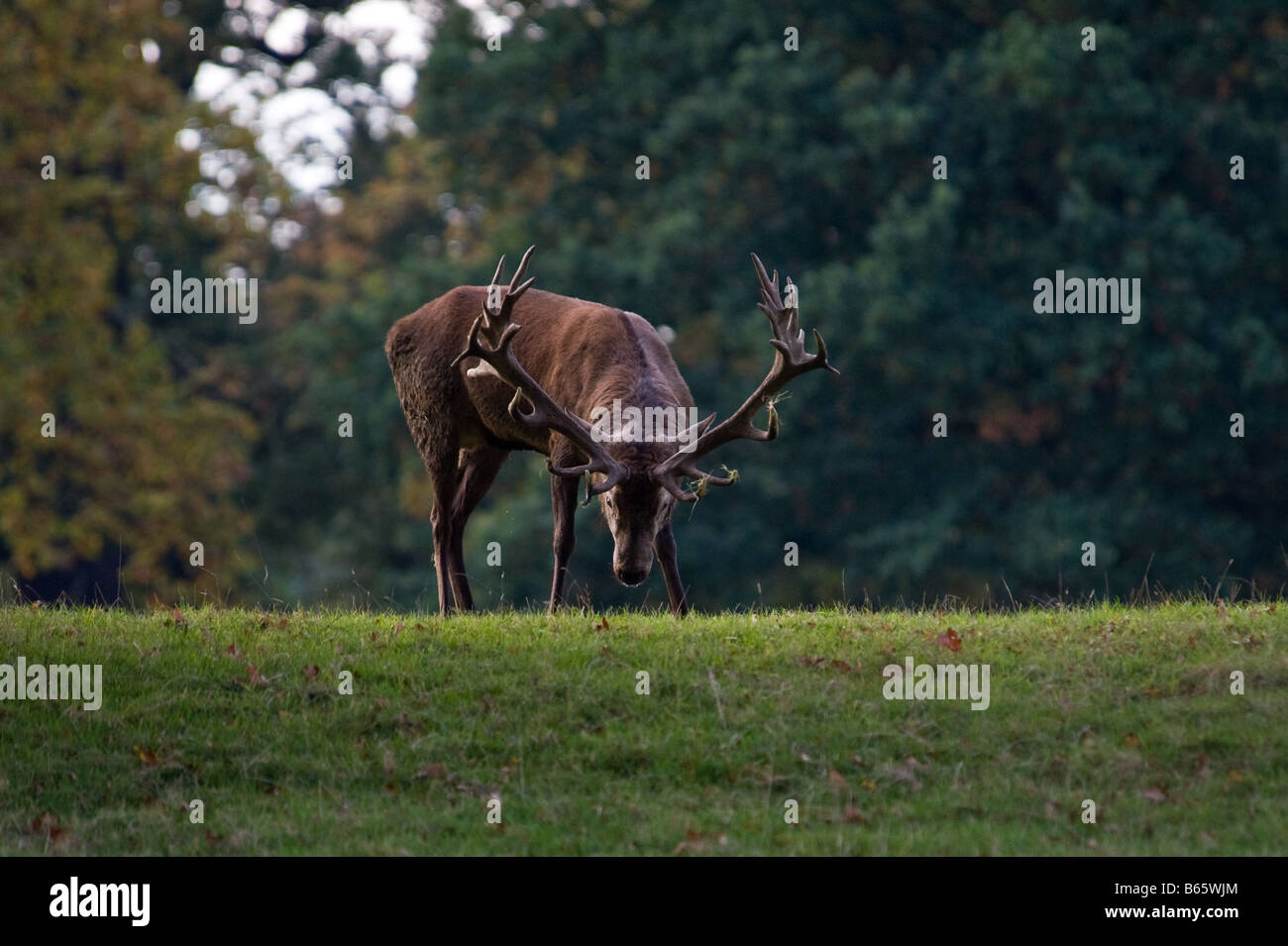Solitary stag hi-res stock photography and images - Alamy