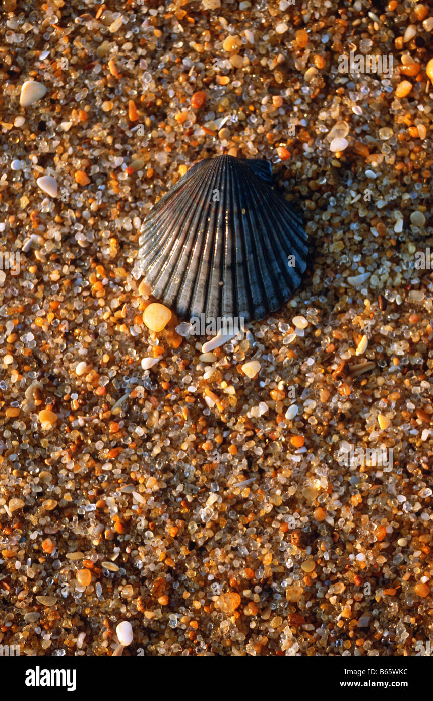 Seashells on a beach in North Carolina USA Stock Photo - Alamy