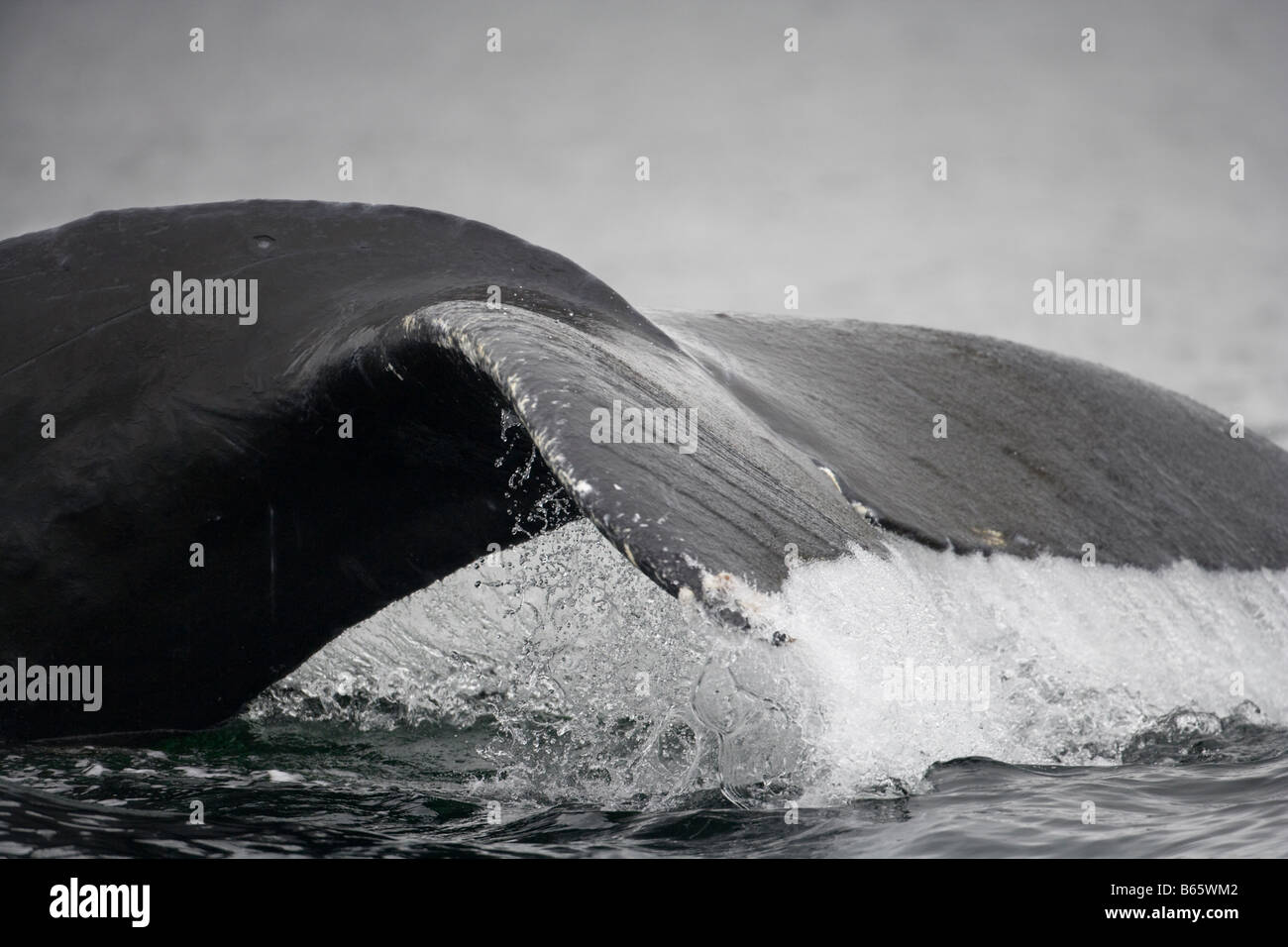 Tail lifts hi-res stock photography and images - Alamy