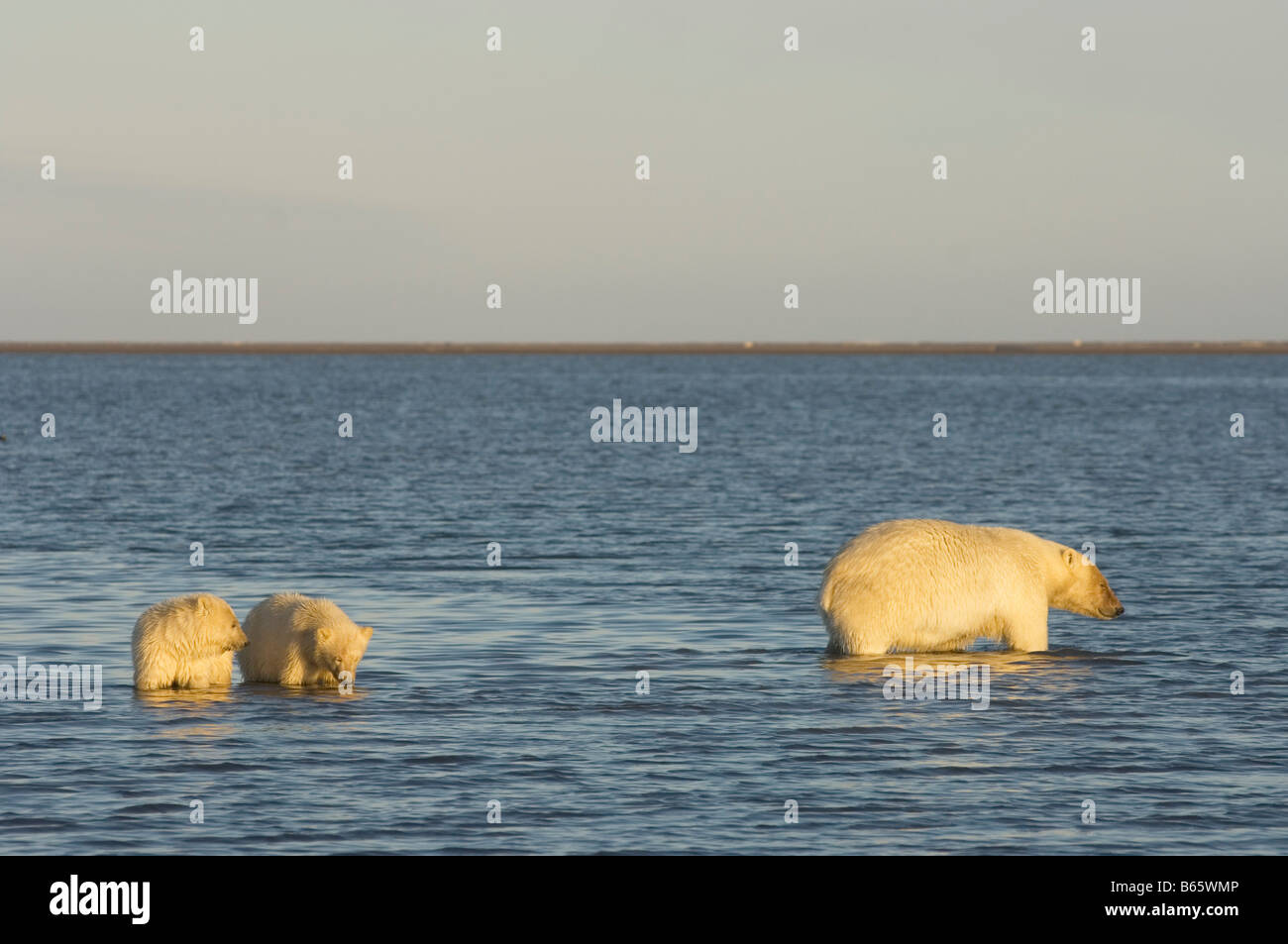polar bear Ursus maritimus sow with cubs rest on Bernard Spit as they ...