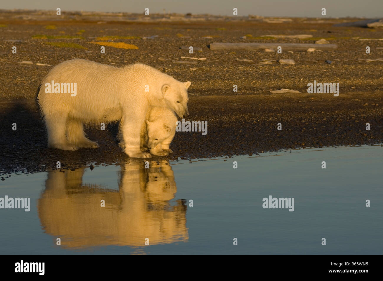 polar bear Ursus maritimus sow with cub walking along Bernard Spit ...