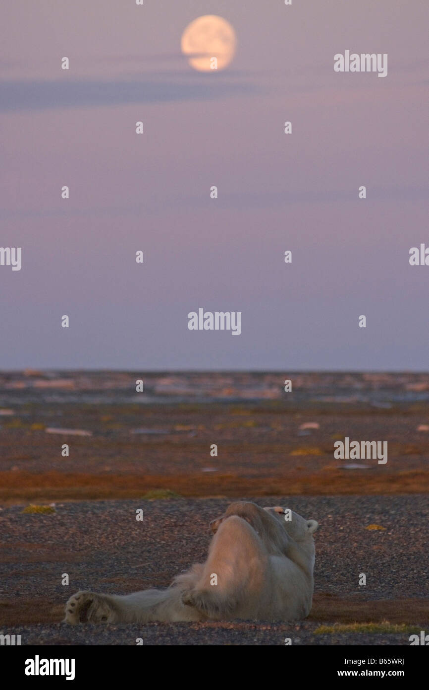 Moon bear cub hi-res stock photography and images - Alamy
