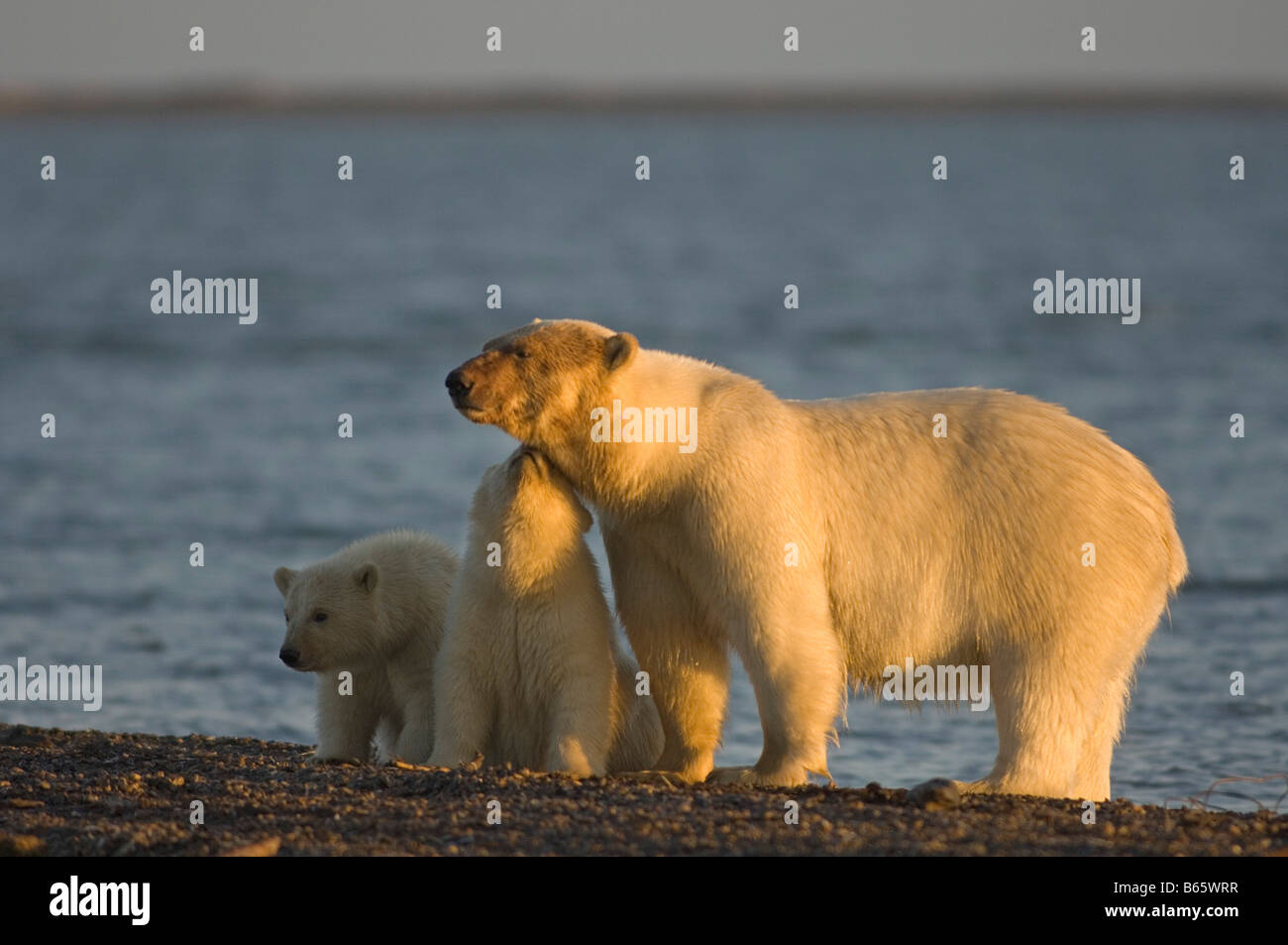 polar bear Ursus maritimus sow with cubs rest on Bernard Spit as they ...