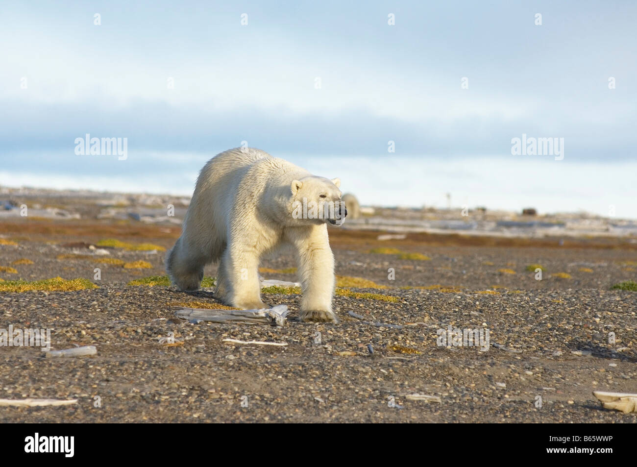 Polar bear, Ursus maritimus, adult boar, male on Bernard Spit waiting ...