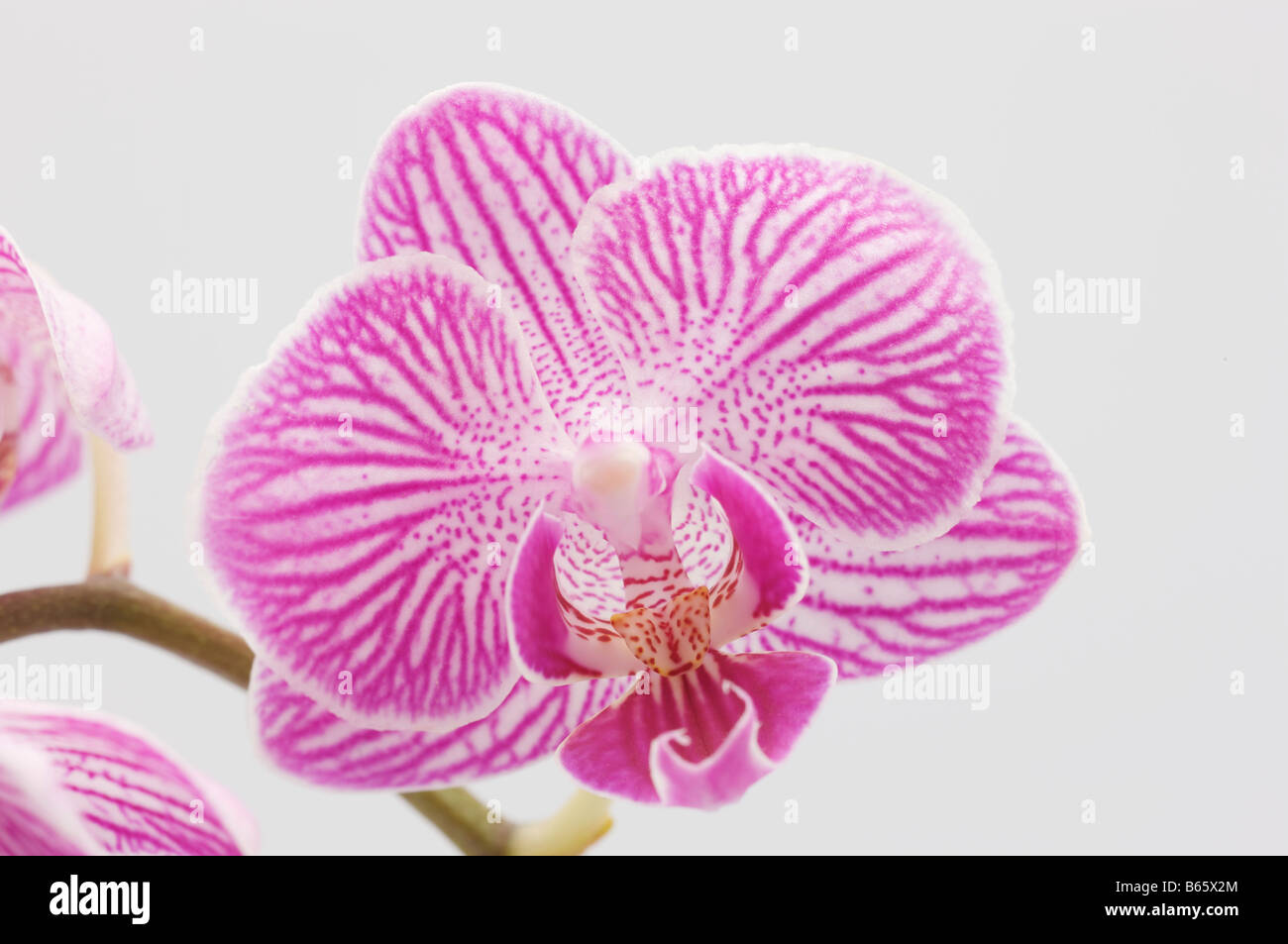 Orchid Close Up Stock Photo - Alamy