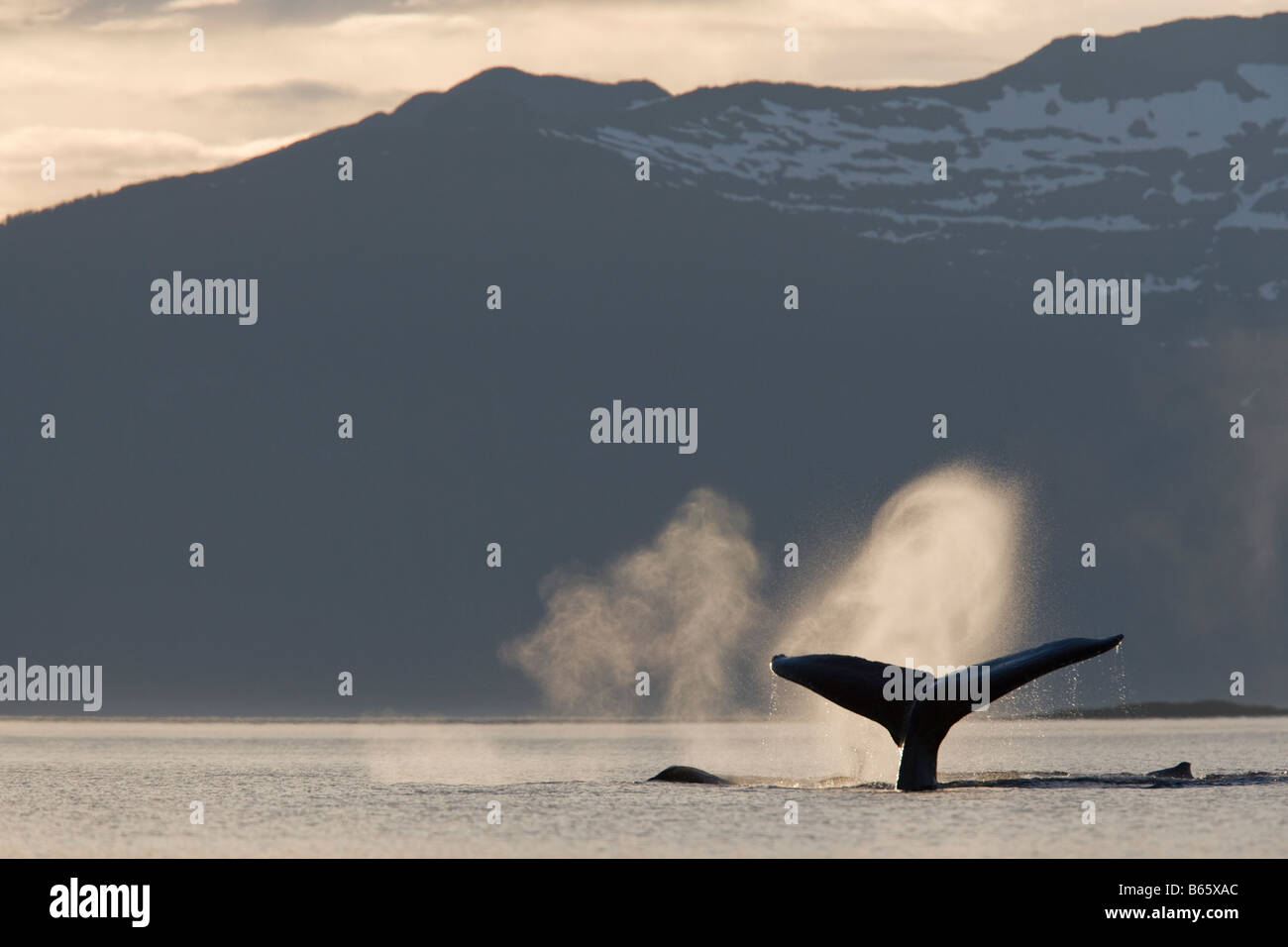 USA Alaska Humpback Whale Megaptera novaengliae sounding in Frederick ...