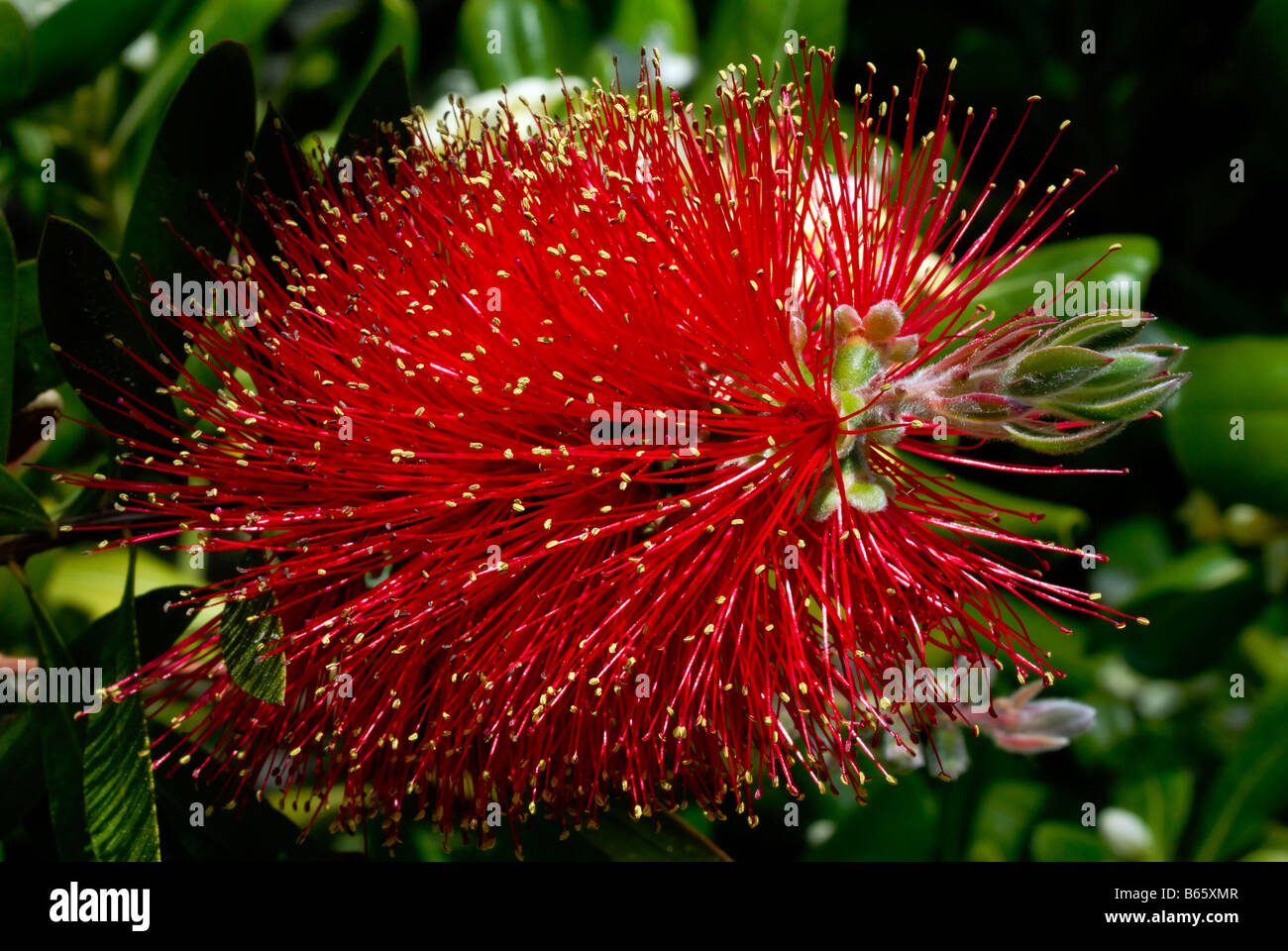 Plain flowers hi-res stock photography and images - Alamy