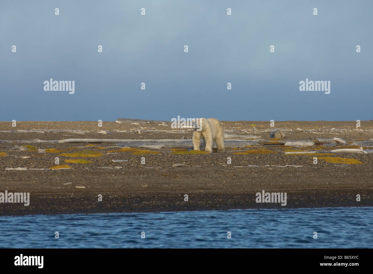 Polar bear, Ursus maritimus, adult boar, male on Bernard Spit waiting ...