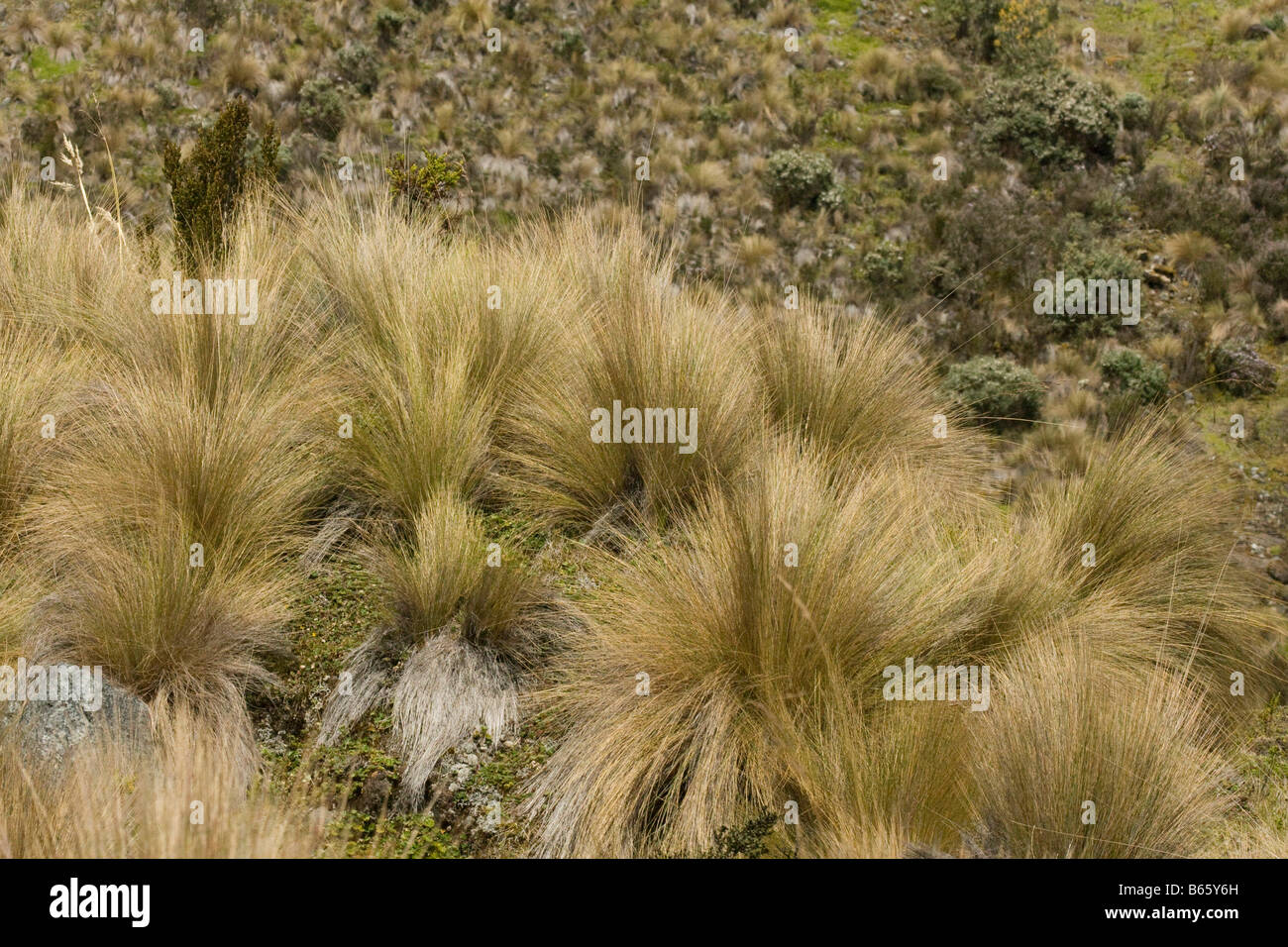 Andine hi-res stock photography and images - Alamy