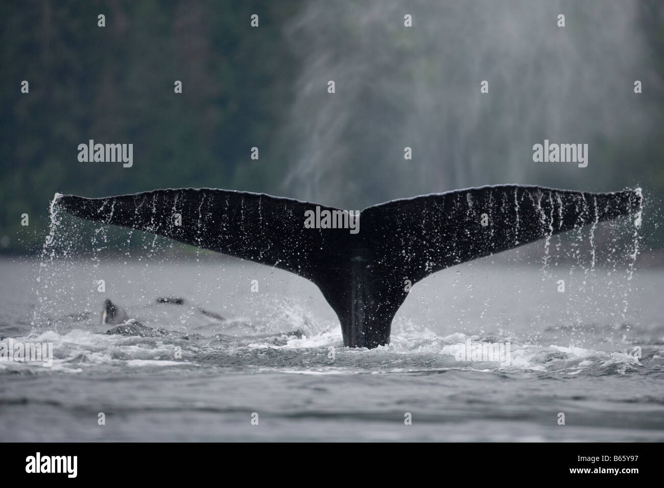 USA Alaska Humpback Whale Megaptera novaengliae lifts tail while ...