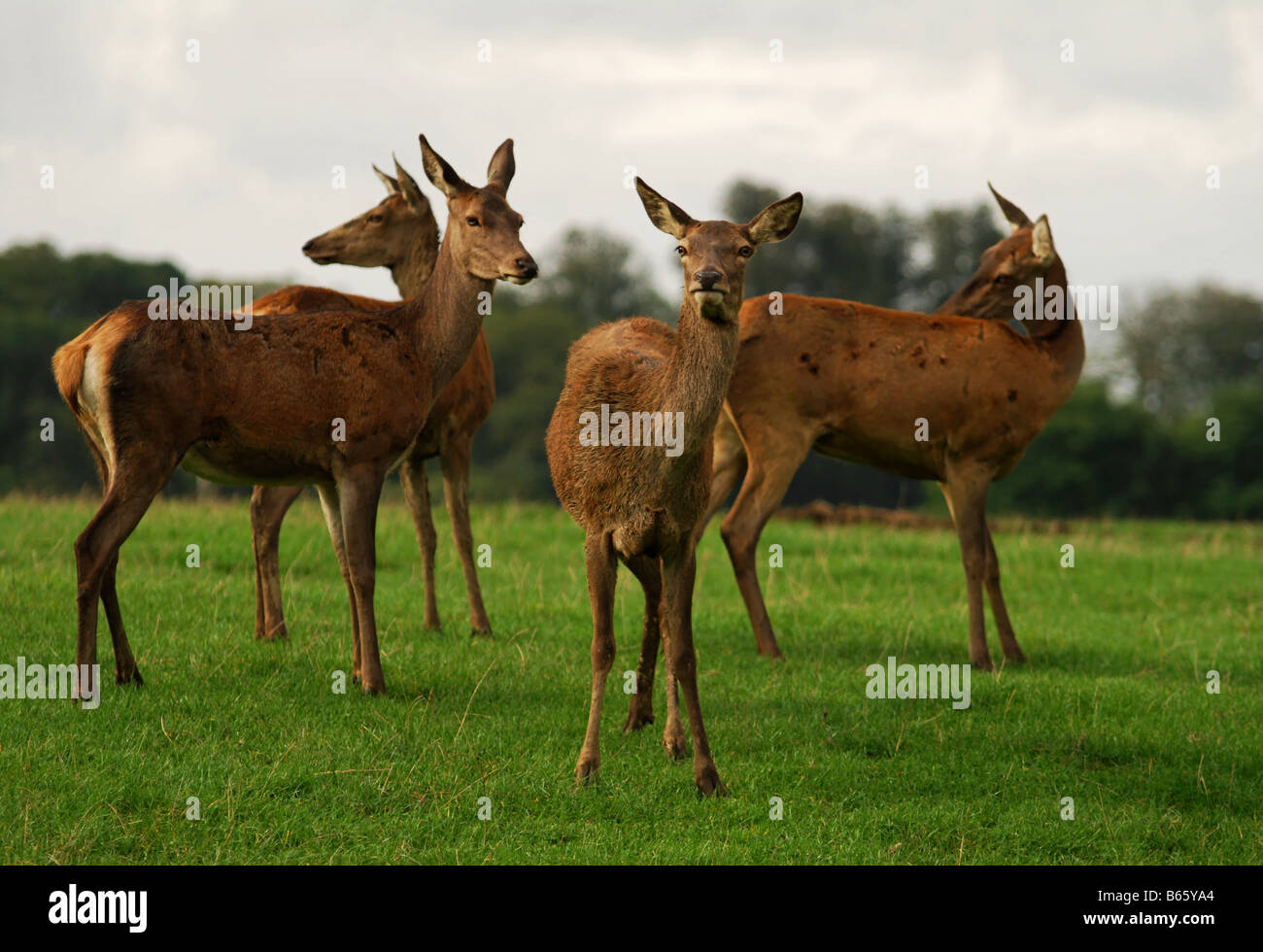 Longleat Deer High Resolution Stock Photography and Images - Alamy