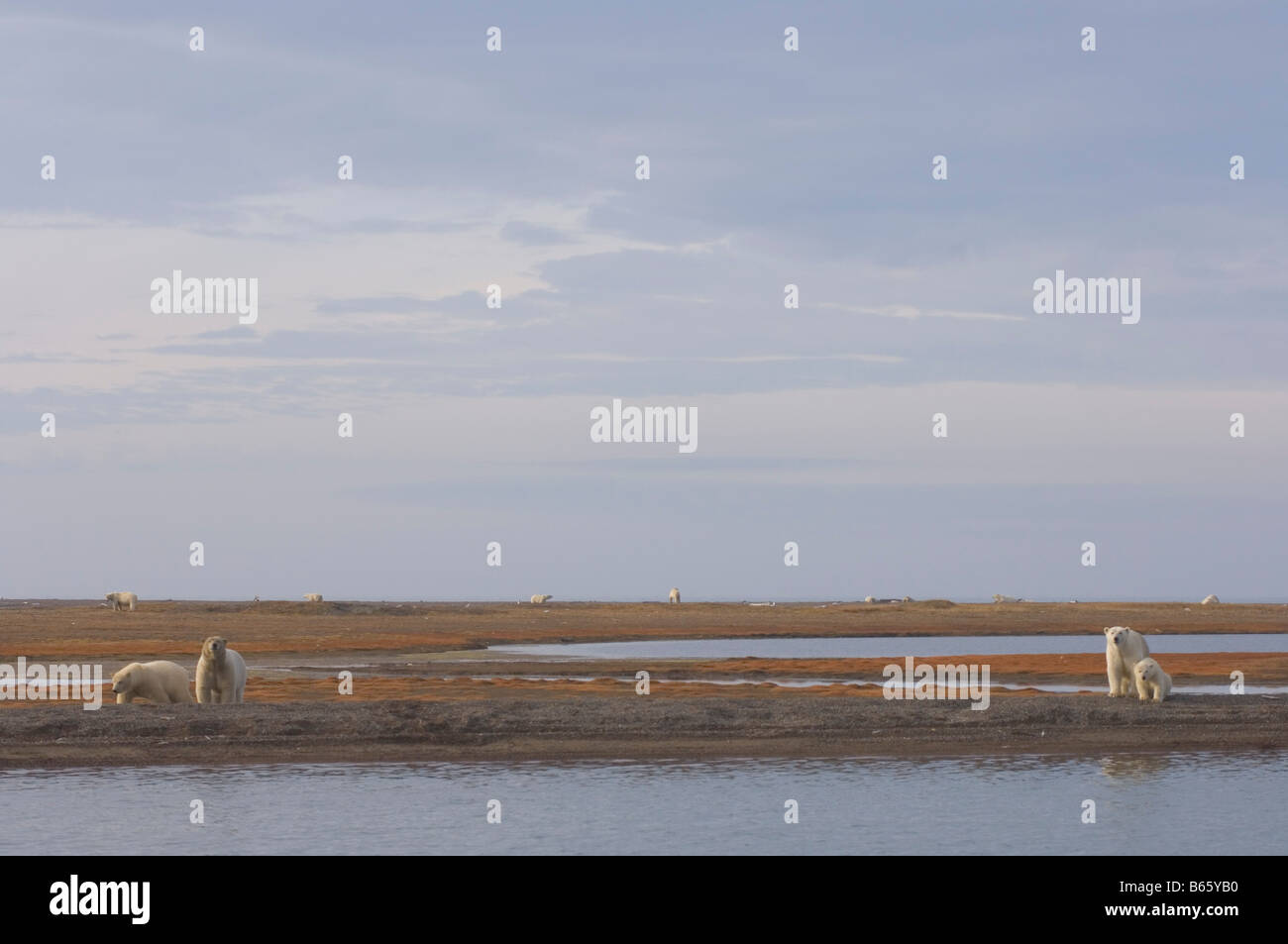 polar bear Ursus maritimus hanging out on Bernard Spit Arctic National ...