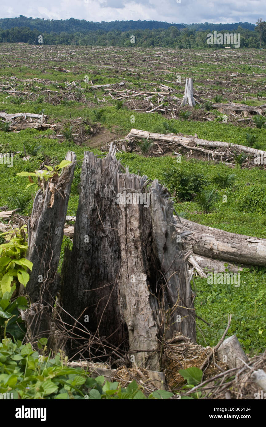 Palm oil deforestation papua High Resolution Stock Photography and ...