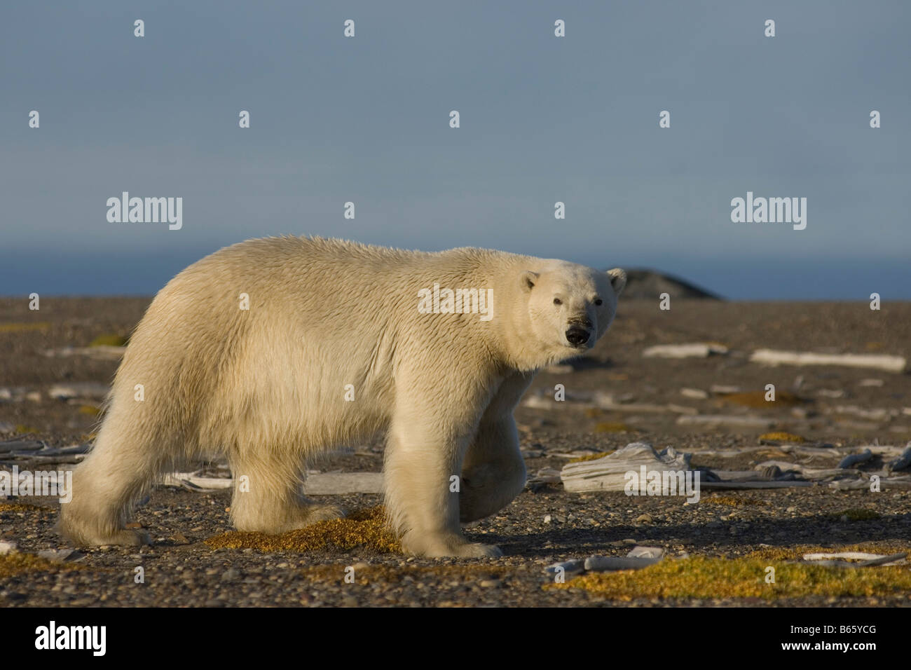 Polar bear, Ursus maritimus, adult boar, male on Bernard Spit waiting ...