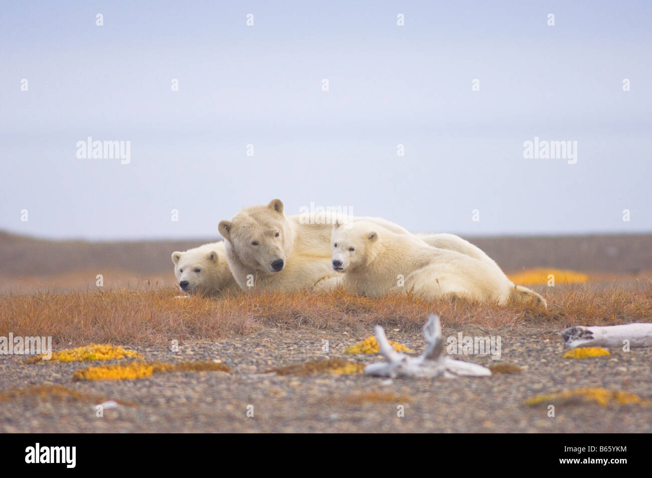 polar bear Ursus maritimus sow with cubs resting on Bernard Spit as ...