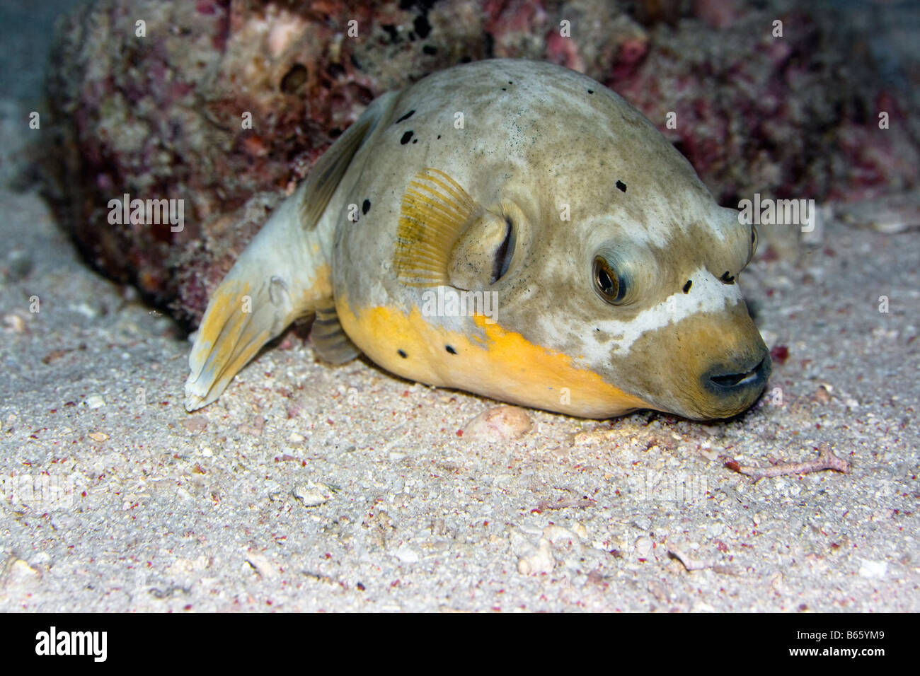 Pufferfish underwater hi-res stock photography and images - Alamy