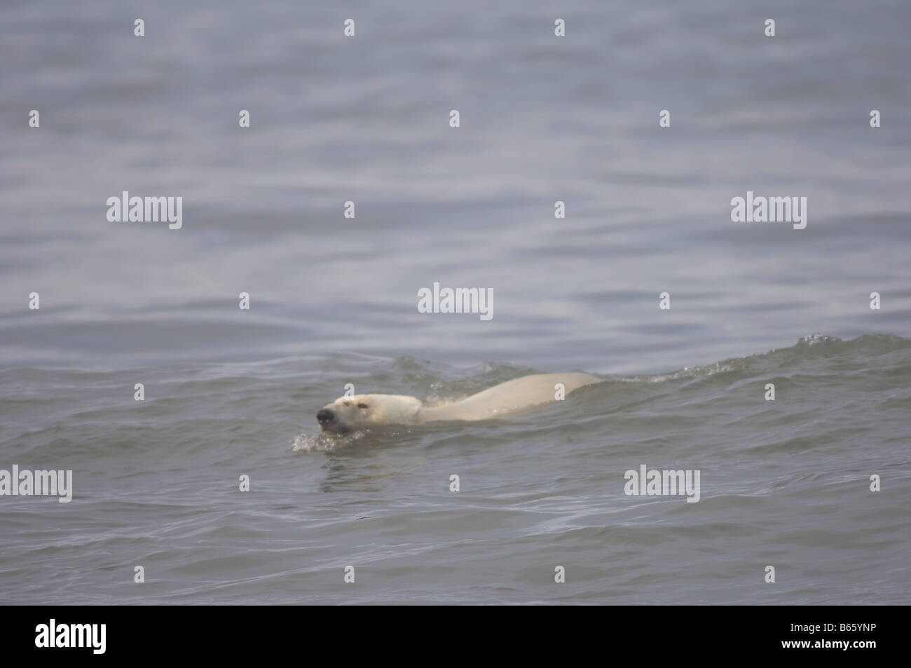 polar bear Ursus maritimus adult surfing in coastal waters of the ...