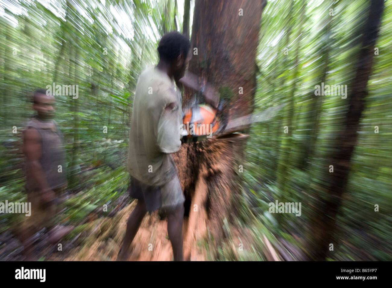 Loggers cut down a tree near Morere, in the Turama extension logging ...