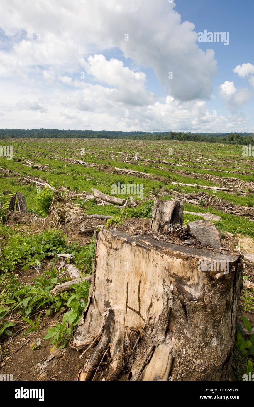 Recently felled natural forest trees lay amongst the newly planted palm ...