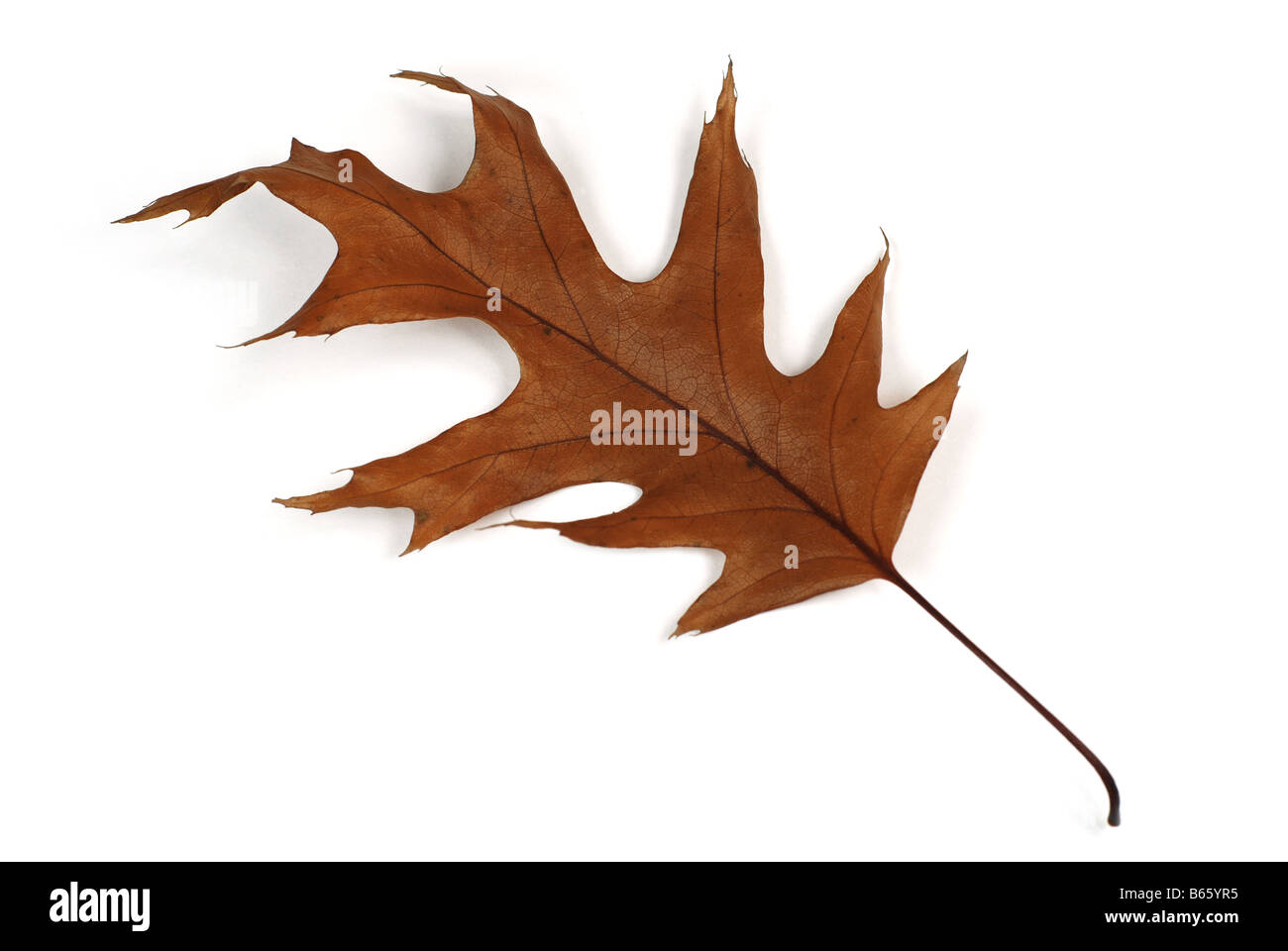 Oak leaf hi-res stock photography and images - Alamy
