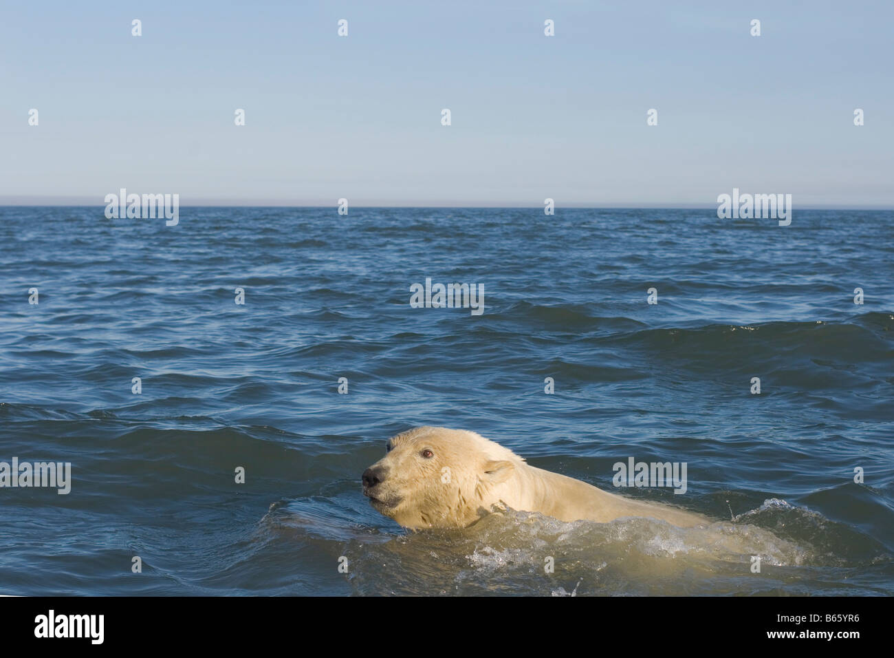 polar bear Ursus maritimus adult senior male, boar swimming in the ...