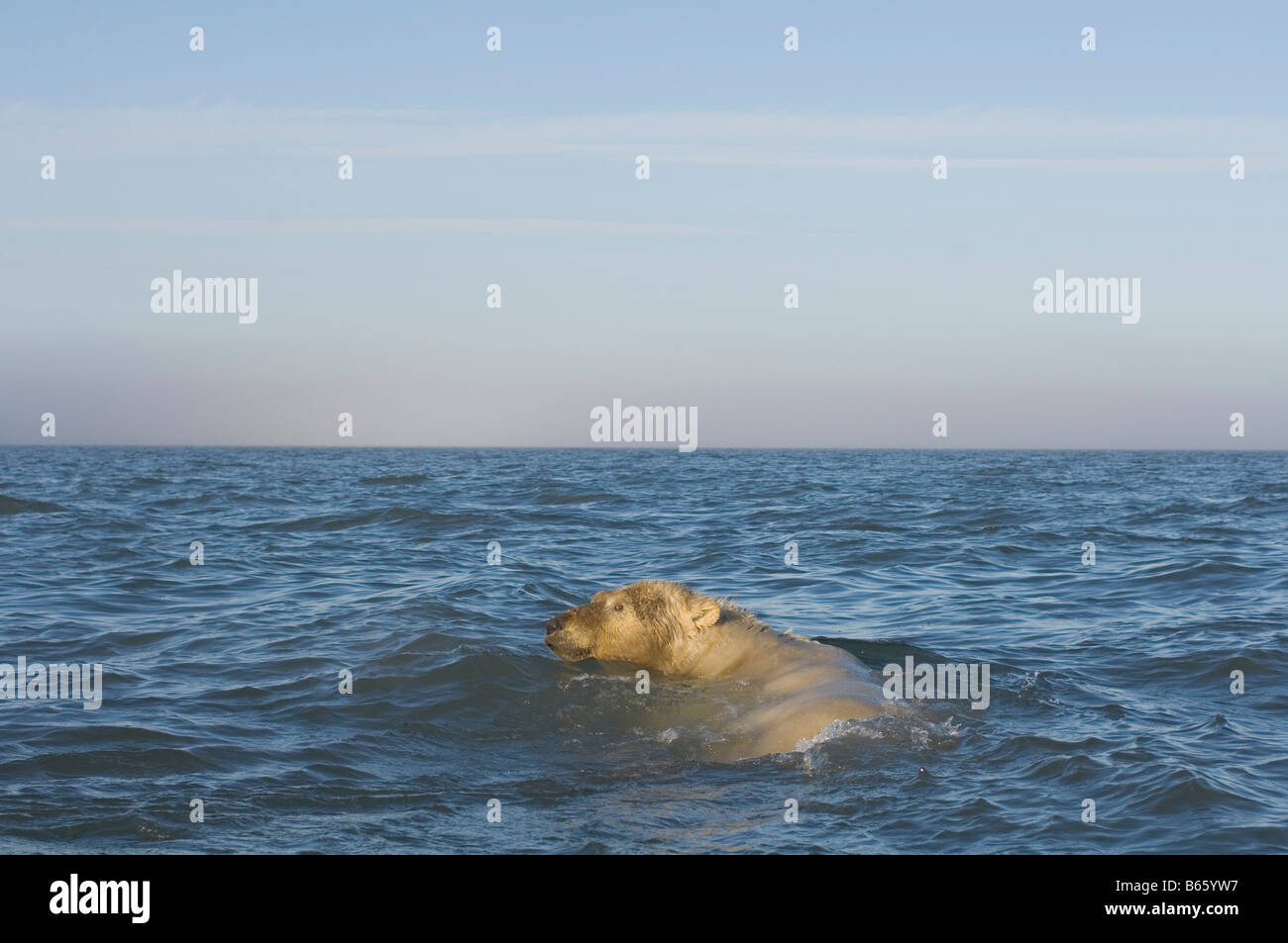 polar bear Ursus maritimus adult senior male, boar swimming in the ...