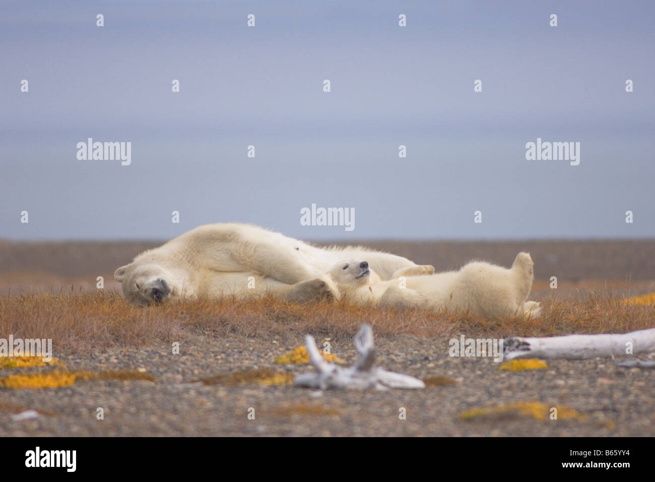 polar bear Ursus maritimus sow with cubs resting on Bernard Spit as ...