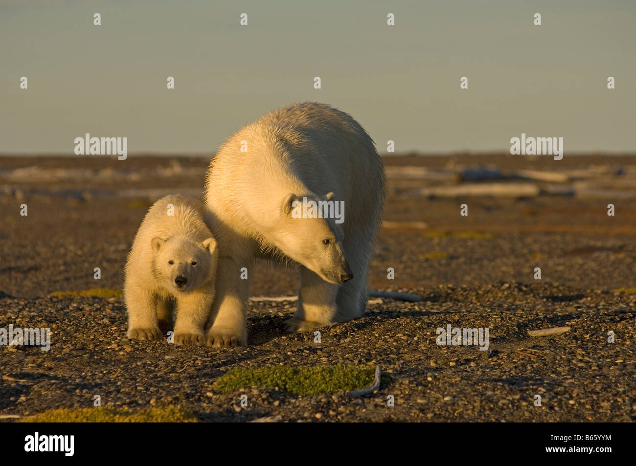 polar bear Ursus maritimus sow with cub on Bernard Spit waiting for ...
