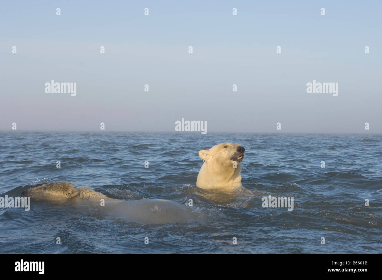 polar bear ,Ursus maritimusm, male, boar adults swimming in the coastal ...
