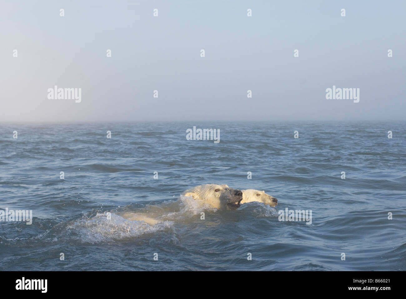 polar bear ,Ursus maritimusm, male, boar adults swimming in the coastal ...