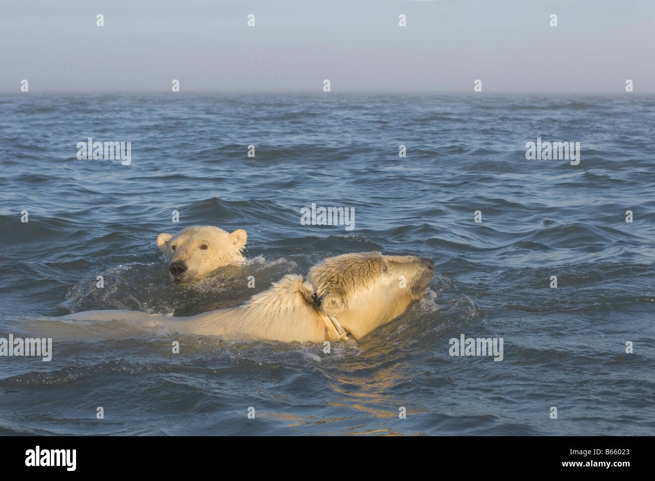 polar bear ,Ursus maritimusm, male, boar adults swimming in the coastal ...