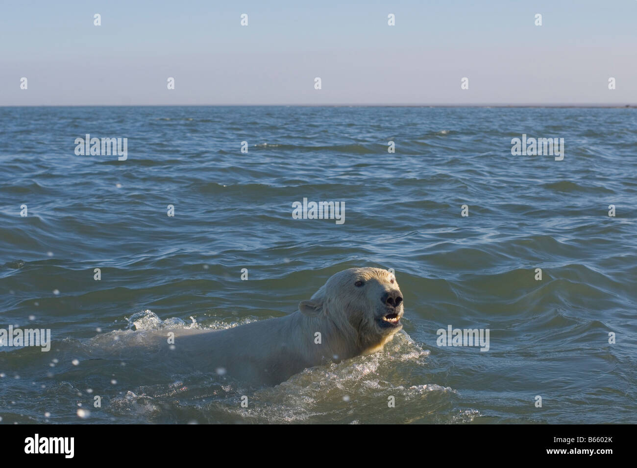 polar bear Ursus maritimus adult senior male, boar swimming in the ...